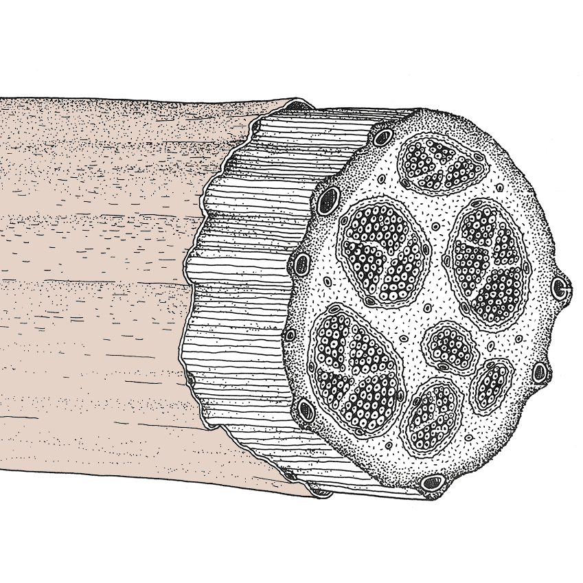 A friction free ‘glide path’ for nerves – Neuroscience Nugget No. 12 ...